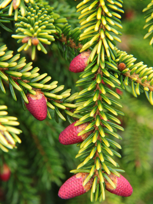Enhance Your Garden with the Elegant Skylands Oriental Spruce | by ...