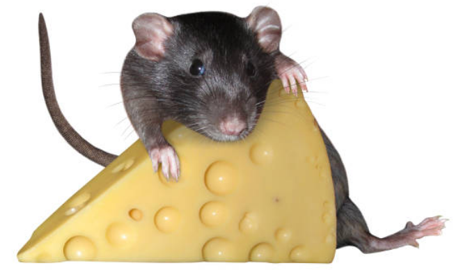 Using NLP to read the rat’s mind. Computational Neuroscience course ...
