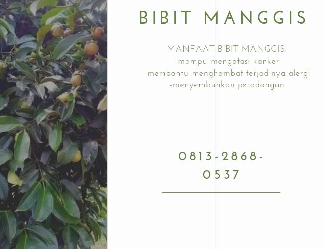 COD !!, CALL 0813–2868–0537 Bibit Manggis Bersertifikat Sumpiuh ...