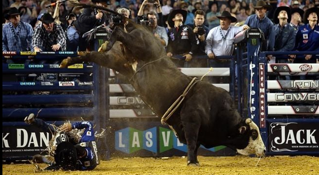 An Ode to Mick E. Mouse, One of the Most Badass Bulls to Ever Live | by ...