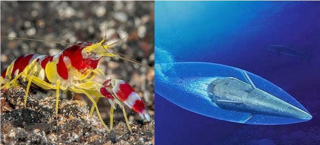 Cavitation: Pistol Shrimps to Submarines | by R. Landsmann | Medium