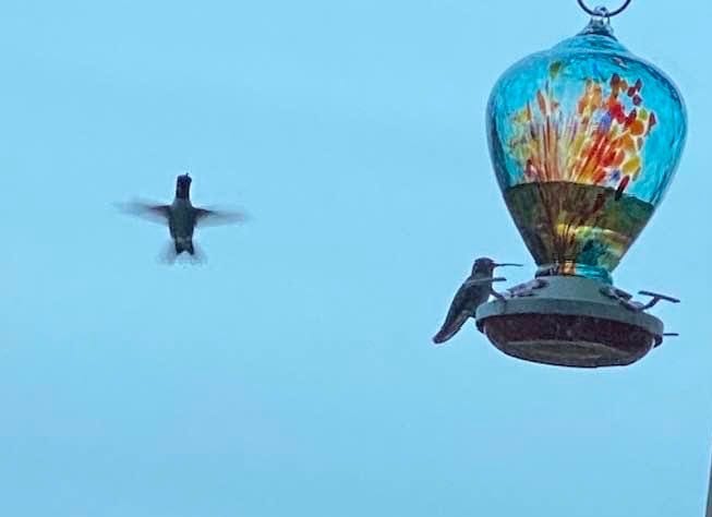 Summer Weather Is Here: The Hummingbirds Are Back | by Floyd Mori ...