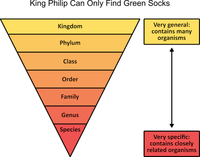 Taxonomy to rescue — How I applied taxonomy to build an effective ...