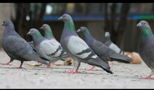 How to identify a good pegion?. Peace be upon you, I hope you are all ...