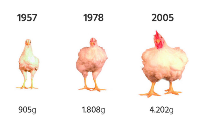 The chickens we eat are getting bigger and bigger | by Mallick Speaks ...