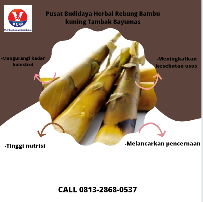 Pusat Budidaya Herbal Rebung Bambu kuning Tambak Bayumas ...