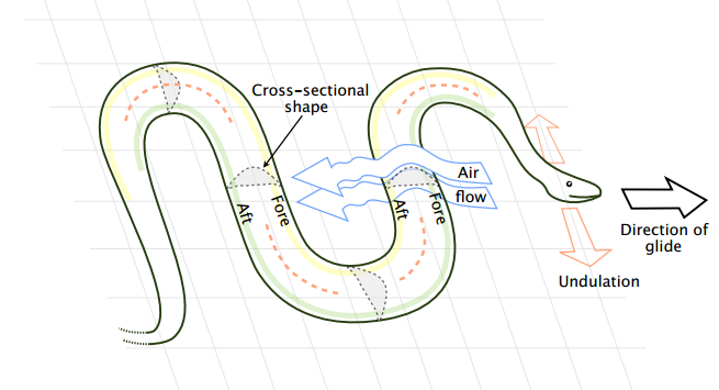 Flying Snakes: Aerodynamic Secrets Finally Revealed | by The Physics ...