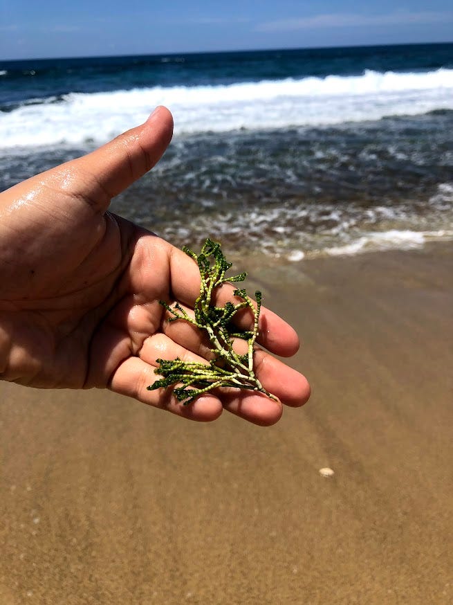 Connecting with Algae: Personal Insights — Day 4 | Medium