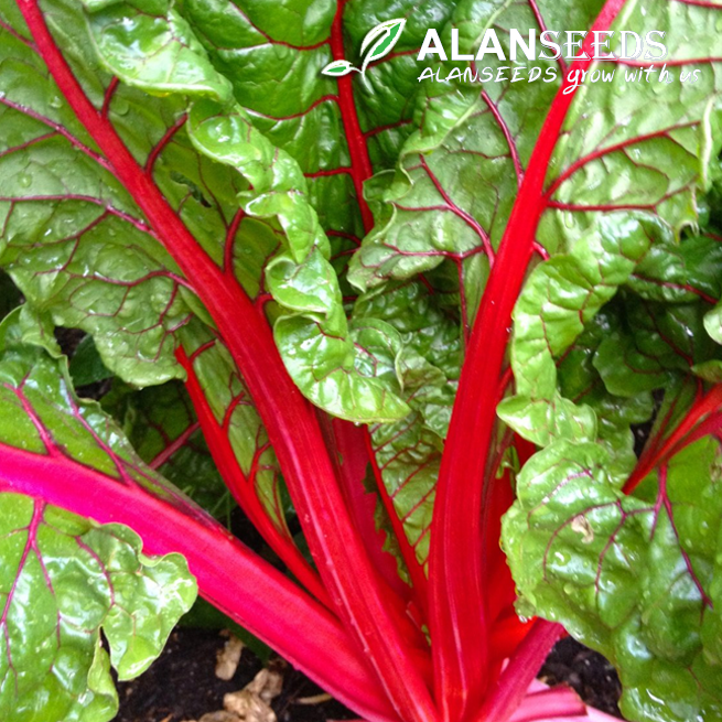 Grow Your Greens: A Beginner’s Guide to Ruby Red Swiss Chard Organic ...