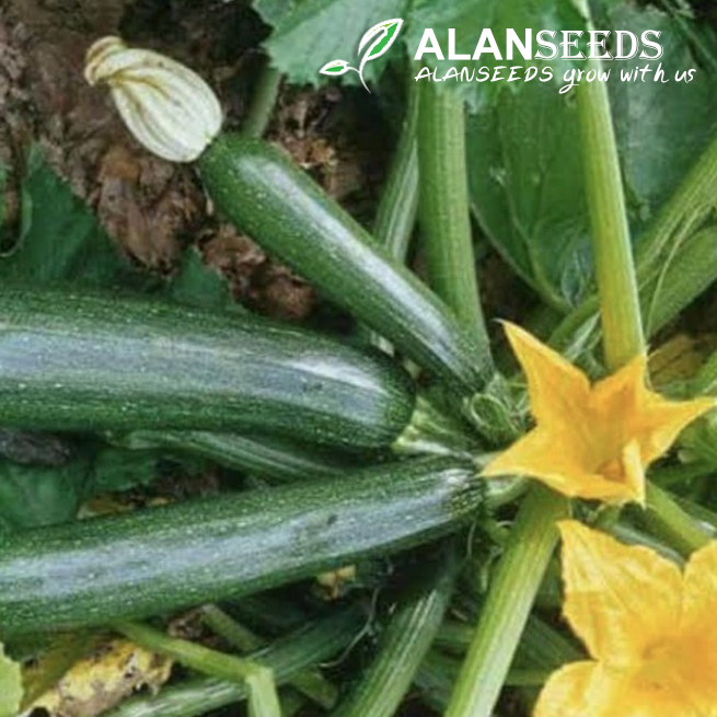 The Ultimate Guide to Growing Zucchini Green Seeds: Anywhere, Anyhow ...