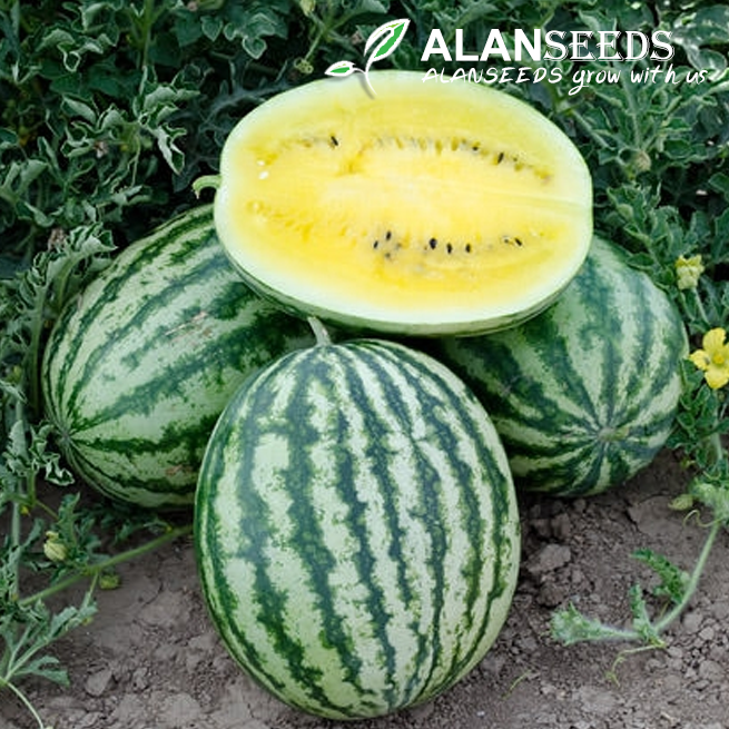 Savoring Summer: A Guide to Growing Yellow Watermelon Seeds Indoors and ...