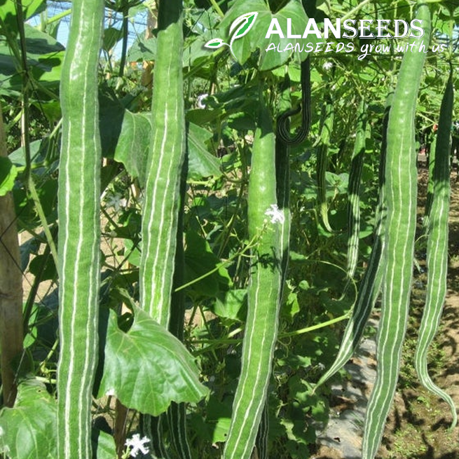 Grow Your Own Snake Gourd: A Beginner’s Guide to Organic Seeds | by ...