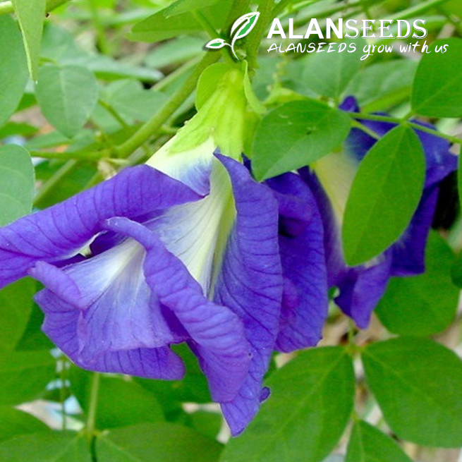 Experience the Magic of Butterfly Pea Organic Seeds: A Colorful Journey ...