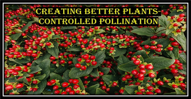 Creating Better Plants: The Benefits and Limitations of Controlled ...