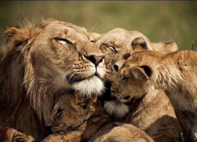 You know about lions…….. 1- Lions are the only cats that live in groups ...