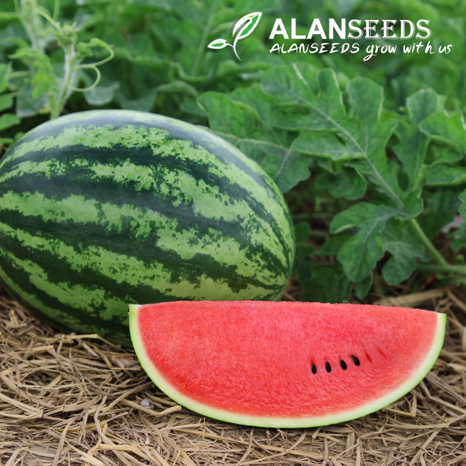 Growing Red Watermelon Seeds: A Beginner’s Guide for Any Space! | by ...