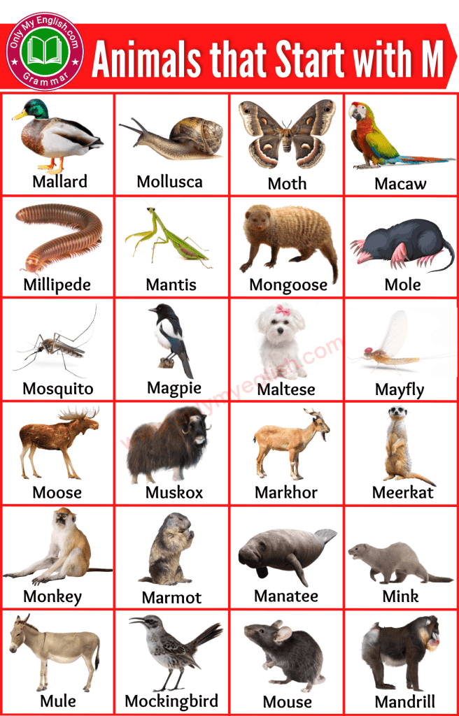 Animals That Start With M: Marvel at These Majestic Creatures | by Alex ...