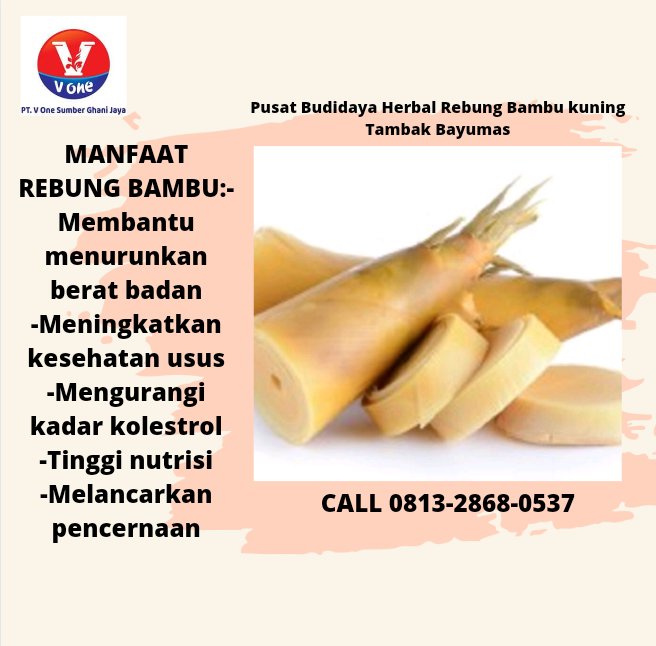 Pusat Budidaya Herbal Rebung Bambu kuning Tambak Bayumas ...