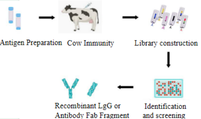 Cow single B cell monoclonal antibody product service-KMD Bioscience | by KMD Bioscience | Medium