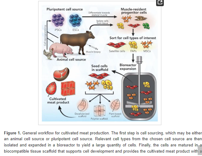 “We Are What We Eat!” — Cultivated Meat Solution | by Jodie | FIESTA ...