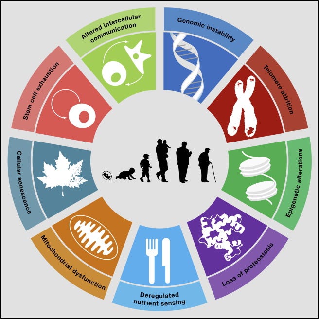 Aging, clocks and metabolism. Circadian reprogramming identifies… | by ...