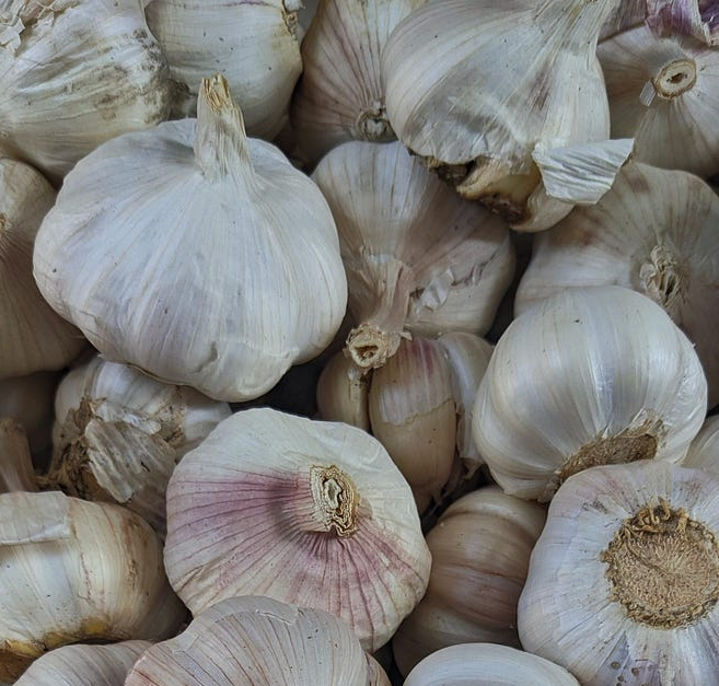 Garlic: A Powerful Ally in Magic and Healing | by OyaguereFineArt.com ...