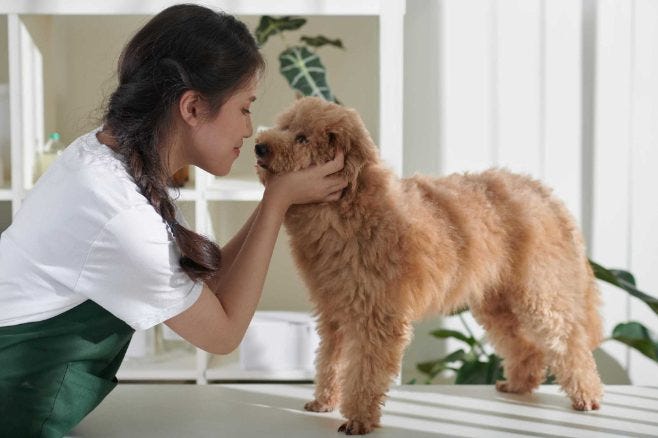how-to-tell-your-dog-you-love-them-using-their-own-language | Medium
