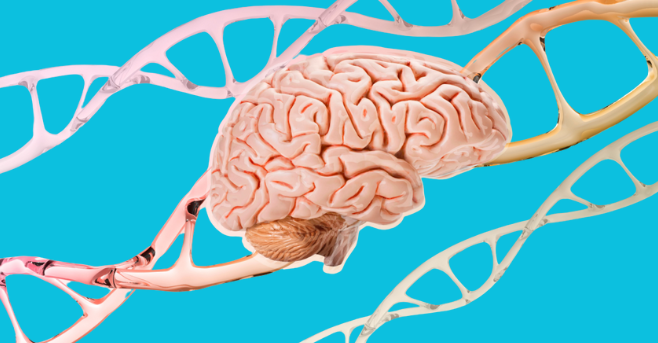 The truth about intelligence: How genetics shape it — but don’t define ...