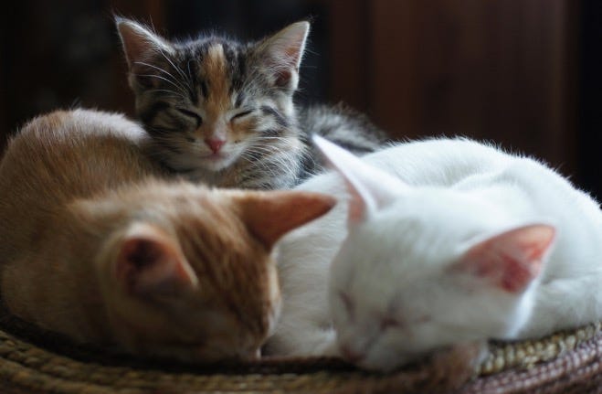 No Sleeping Cats | by The Awl | The Awl | Medium