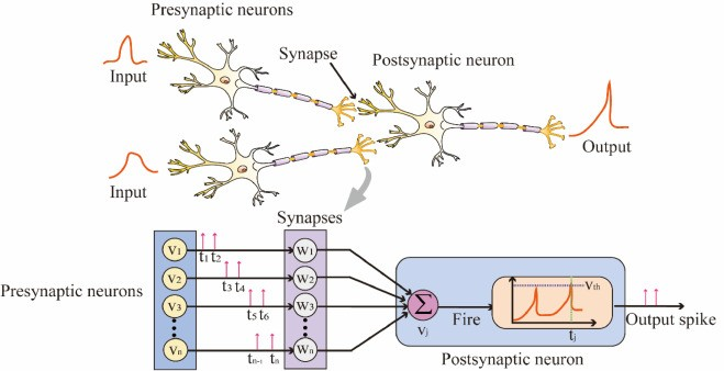 The Dance of Neurons and Code: Exploring the World of Sparsity in ...