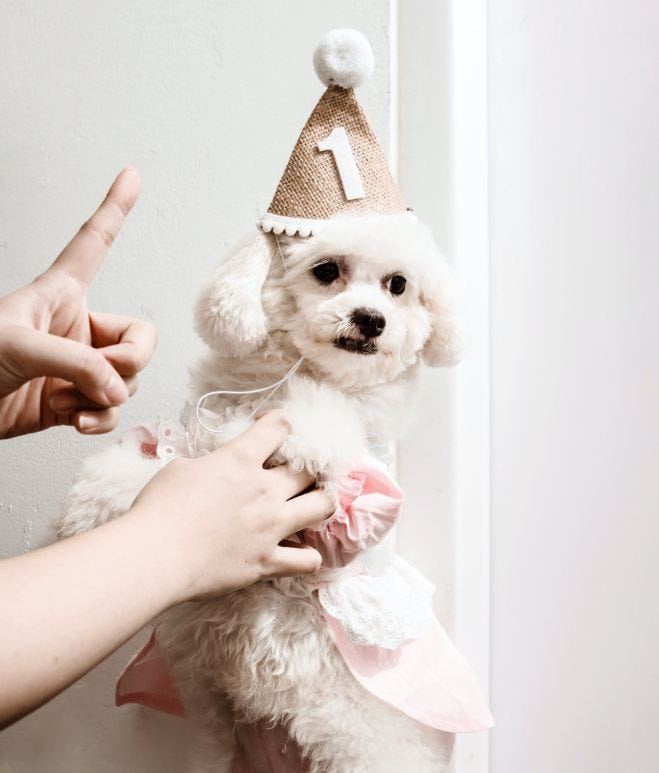 The Marvelous Maltipoo Dog Breed. Welcome to the world of the marvelous ...