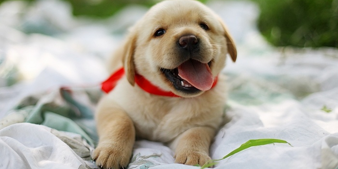 Labrador Puppy CostIn India. Labrador dogs are a great choice if you ...