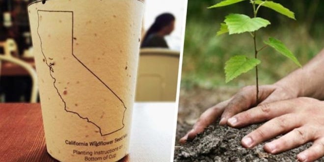 These Coffee Cups Have Seeds In Their Walls That Grow Into Trees When ...