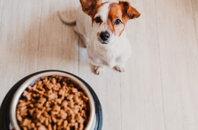 Top Tips for Maintaining Your Pet’s Health: The Ultimate Guide to Pet ...