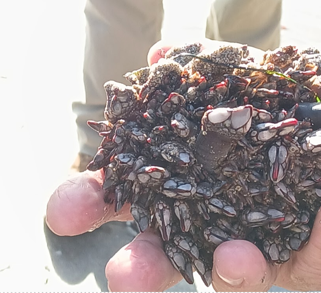 Tidepooling at Pillar Point Harbor | by Unaysah Ron | Dec, 2024 | Medium
