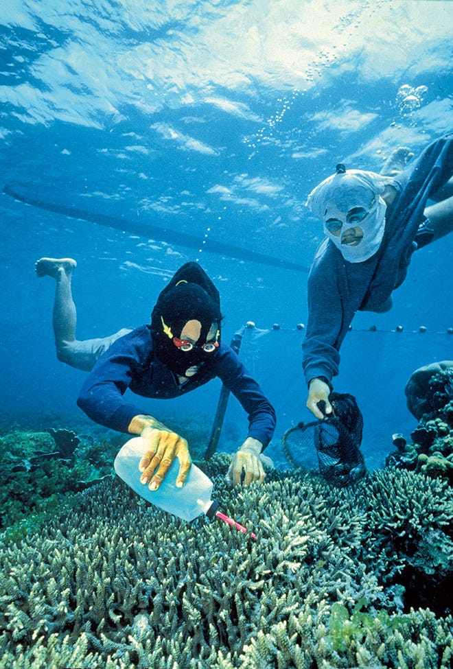 The Toxic Trade: Cyanide Fishing and the Plight of Ocean Ecosystems ...