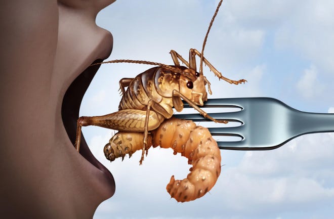 Edible Insects: A Sustainable Protein Source with Hidden Benefits | by ...