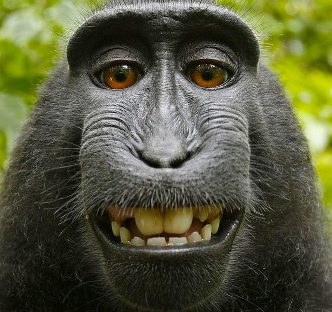 Grabbing Your MailChimp ‘API Key’ and ‘List ID’ for MailChimp ...