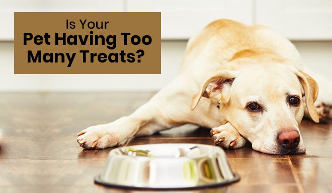 Is Your Pet Having Too Many Treats? | by Discountpetcare | Medium