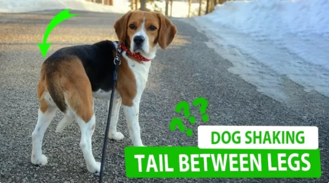 Dog Shaking Tail Between Legs: Anxiety Signals and How to Help | by Pet ...