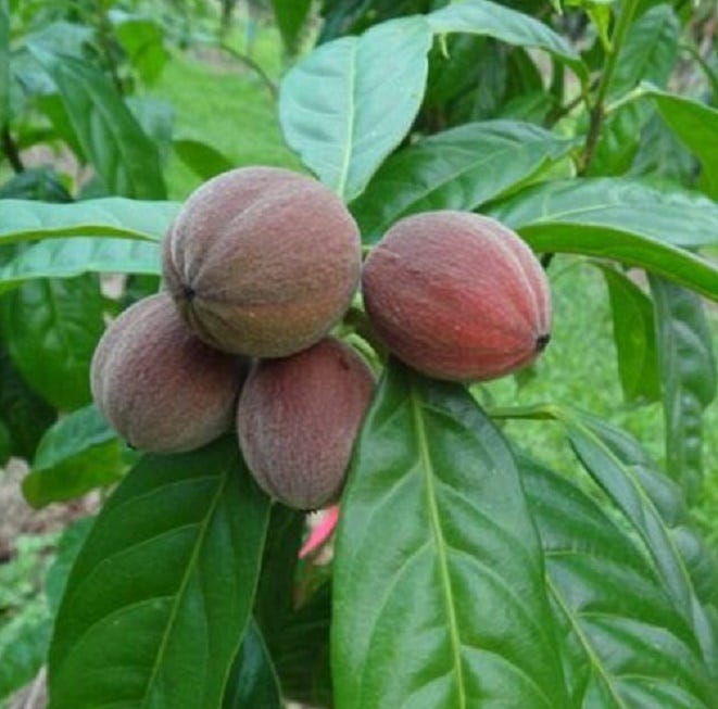 Blushwood Berry Extract Drug, EBC 46, Eliminates Cancer within Days ...
