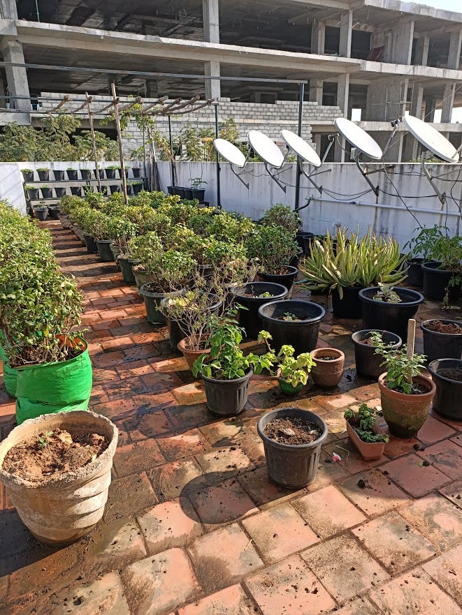 Diverse Terrace Garden - Eat Your School Garden - Medium