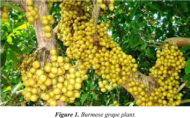Burmese Grape Supply in Bangladesh: Ensuring Quality and Freshness | by ...