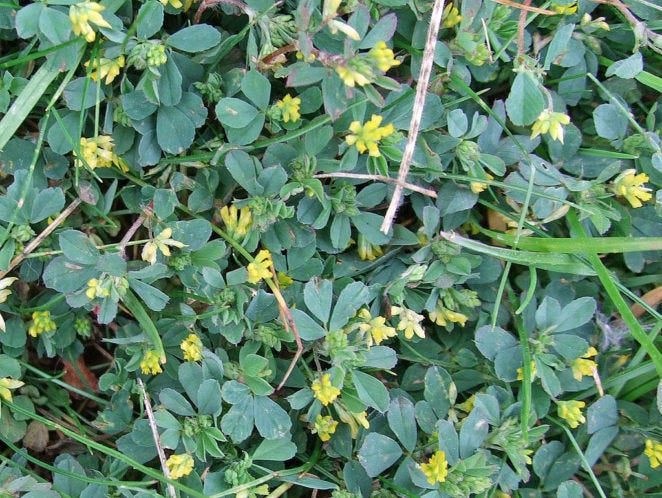 Lesser Trefoil. This is one of several plants that have… | by John ...