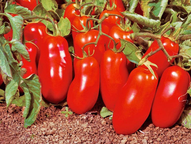 The Ultimate Guide to Making Authentic Tomato Pizza Sauce with San ...
