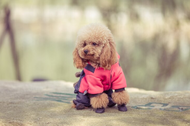 Golden Beauties: Getting to Know Mini Goldendoodles Inside and Out | by ...