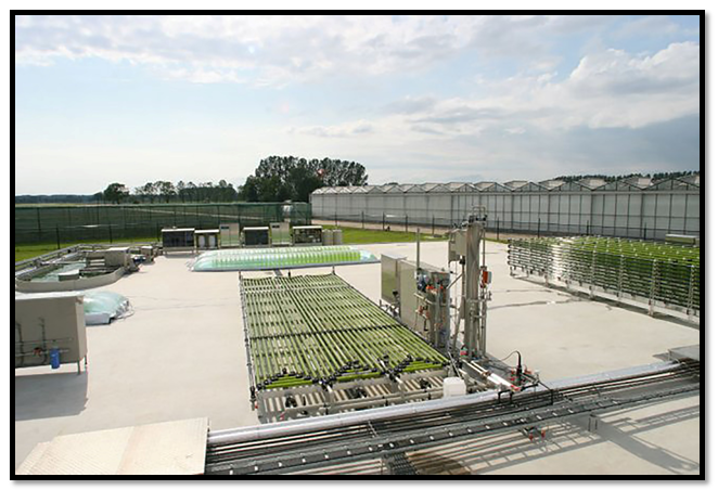 Microalgae Biorefinery Plants Make Sense, Don’t They? | by Tugce Ervan ...