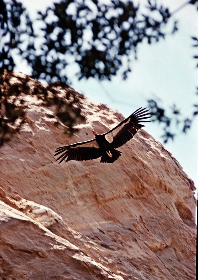 My Father, the Condor Man — Part 2 | by Robert Borneman | Medium