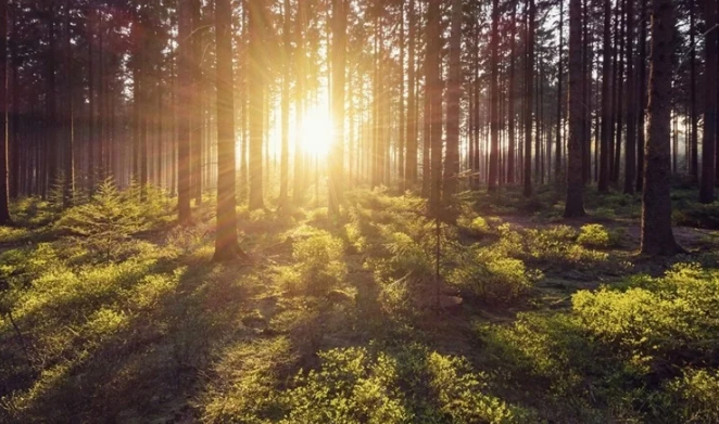 Forest Changes Detection Using Hansen Dataset via Google Earth Engine ...