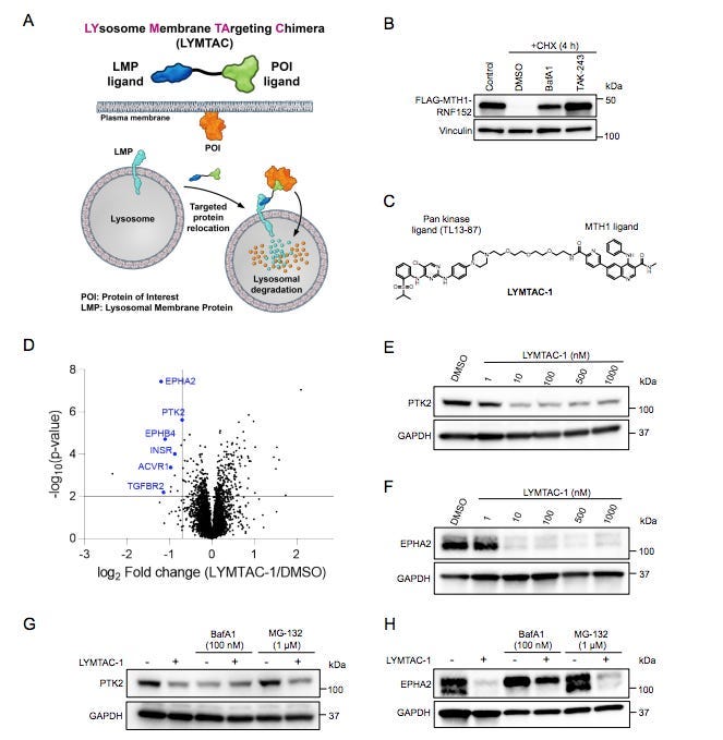 LYMTACs: Chimeric Small Molecules Repurpose Lysosomal Membrane Proteins ...